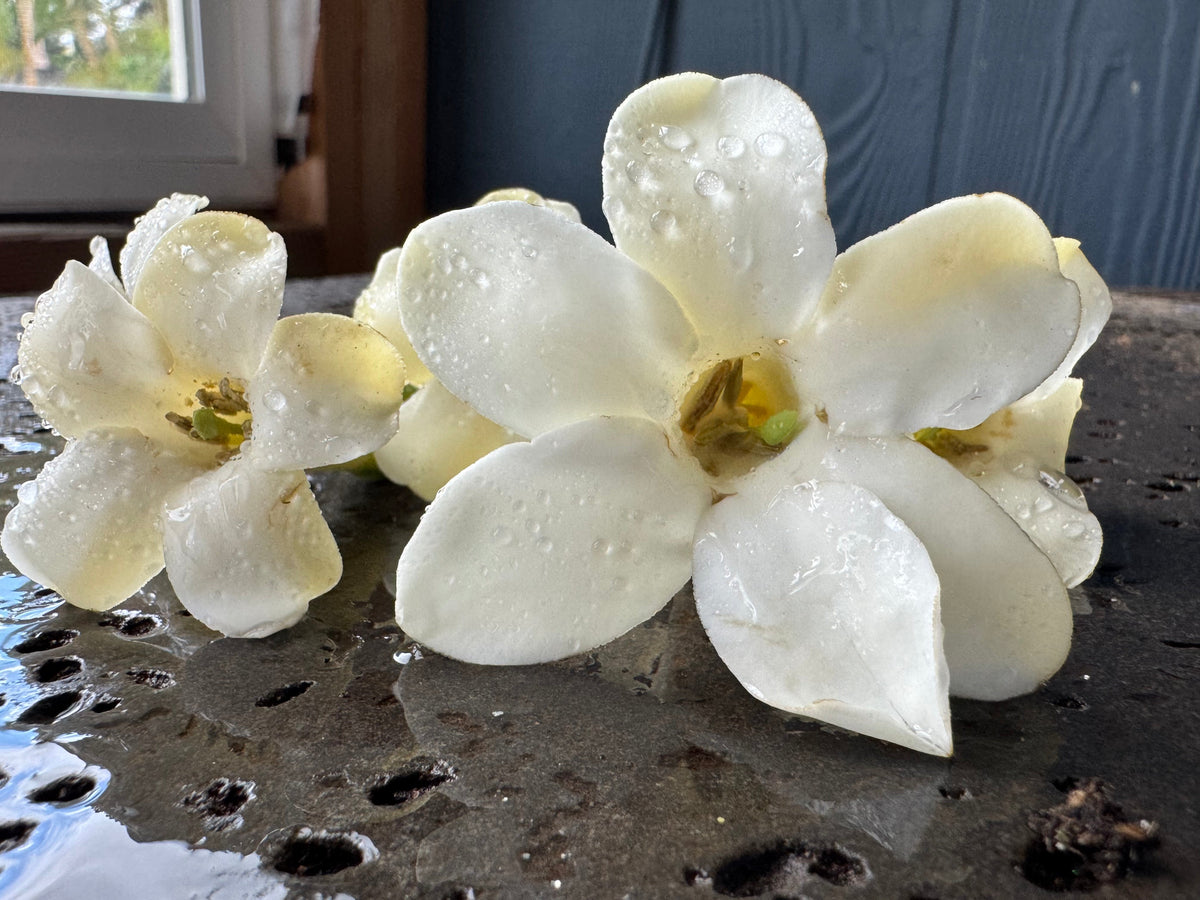 'Ulu & Puakenikeni Tree Care — Lehua's Forest, Flower Arrangements ...