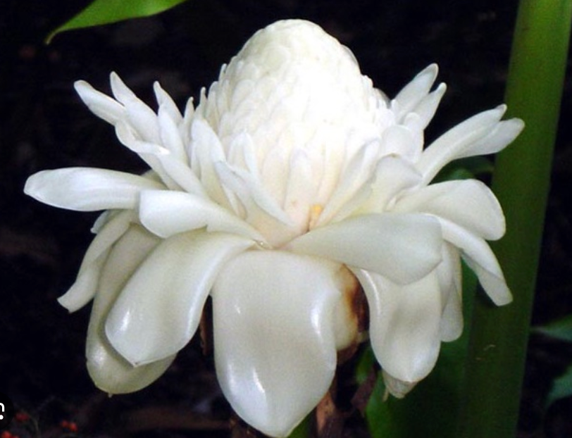 Let's Talk About Plantscapes — Lehua's Forest, Flower Arrangements ...