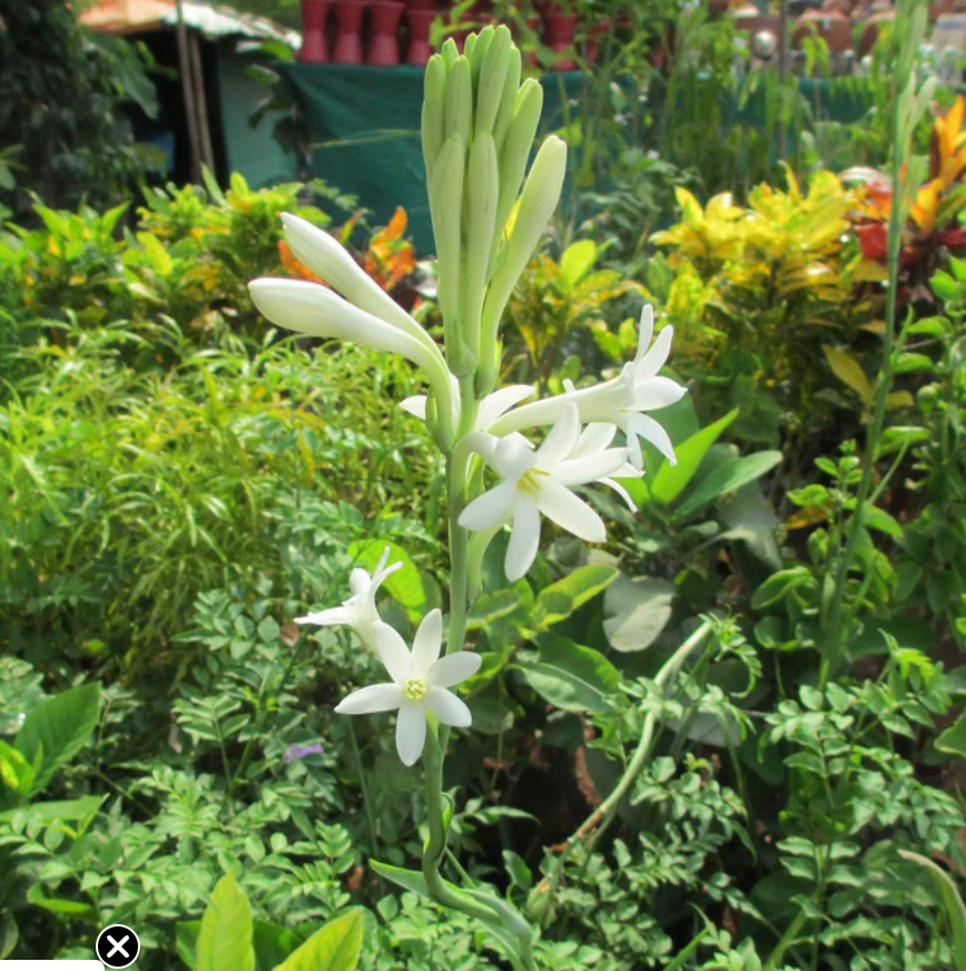 How to Grow and Care for Tuberose — Lehua's Forest, Flower Arrangements ...