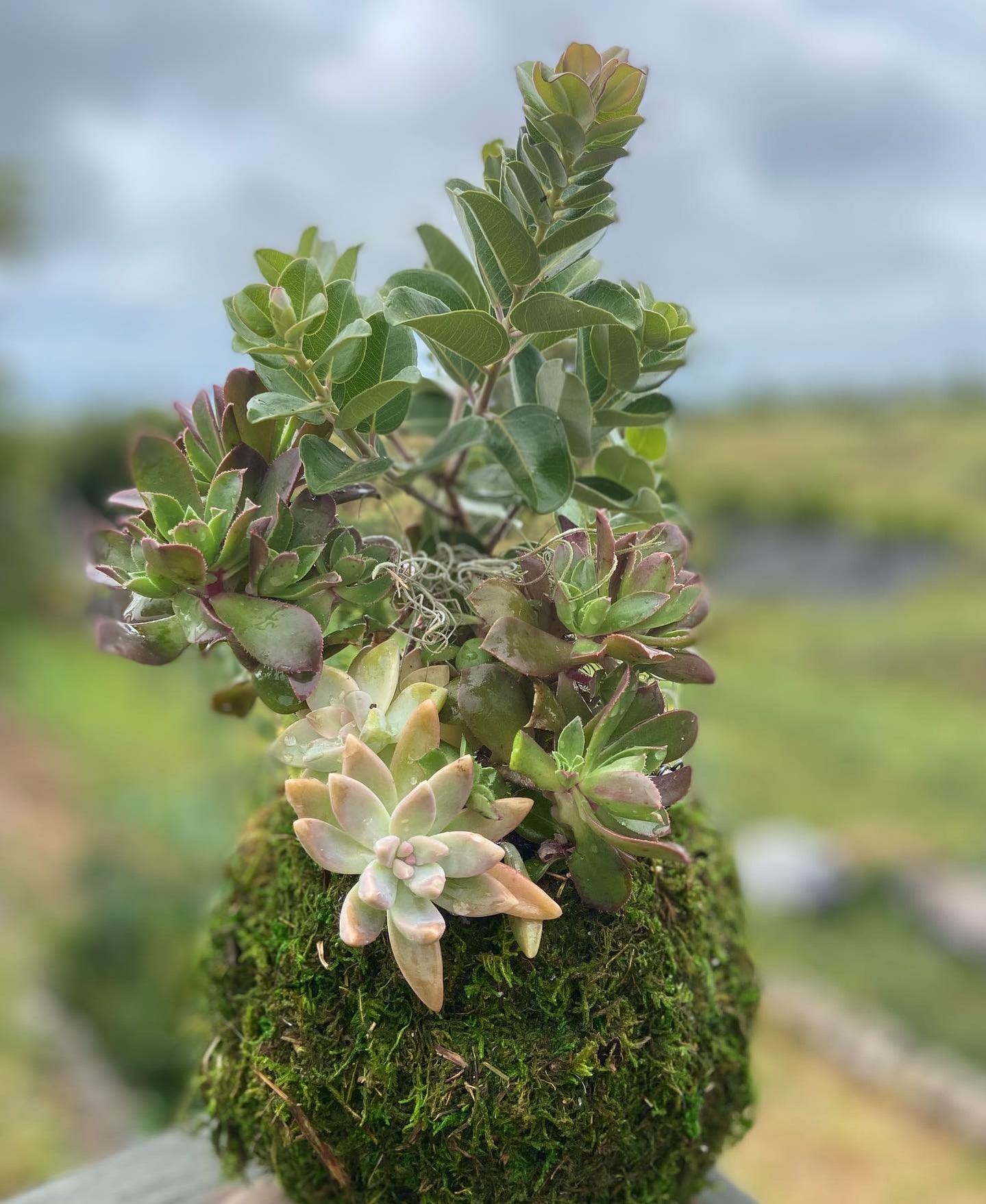 Kokedama - Lux Specialty Gifts — Lehua's Forest, Flower Arrangements & Fruit Trees