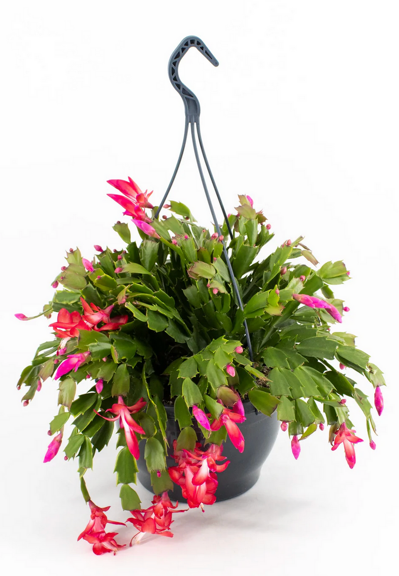 Christmas Cactus ~ Maui Flower Delivery — Lehua's Forest, Flower ...
