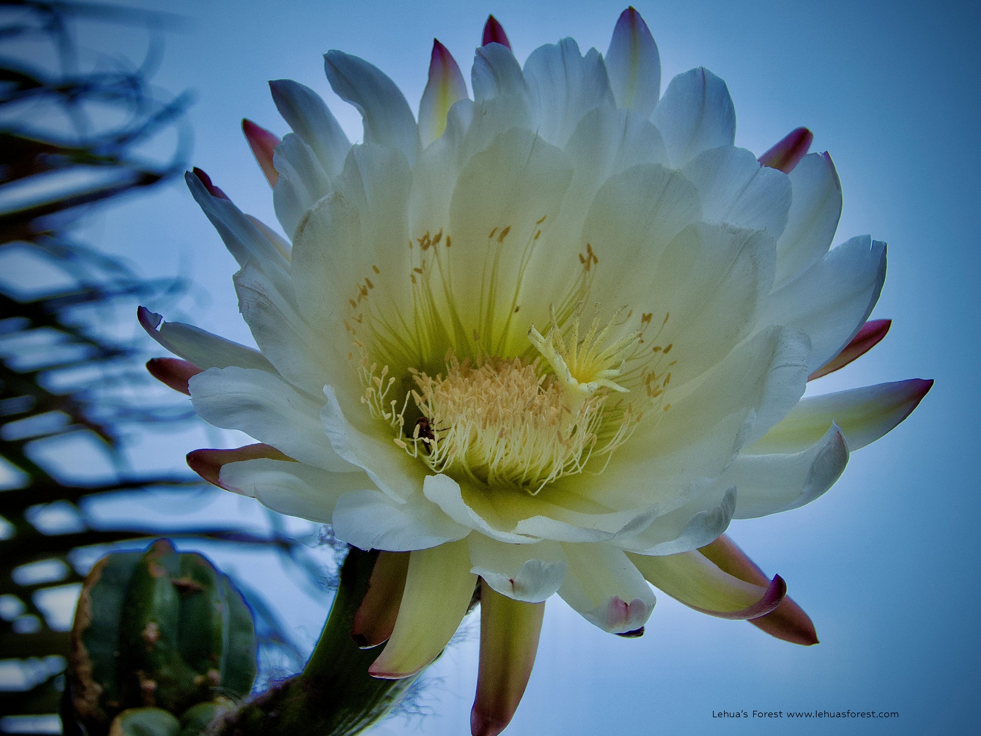 San Pedro Maui Morning – Lehua's Forest, Flower Arrangements & Fruit Trees
