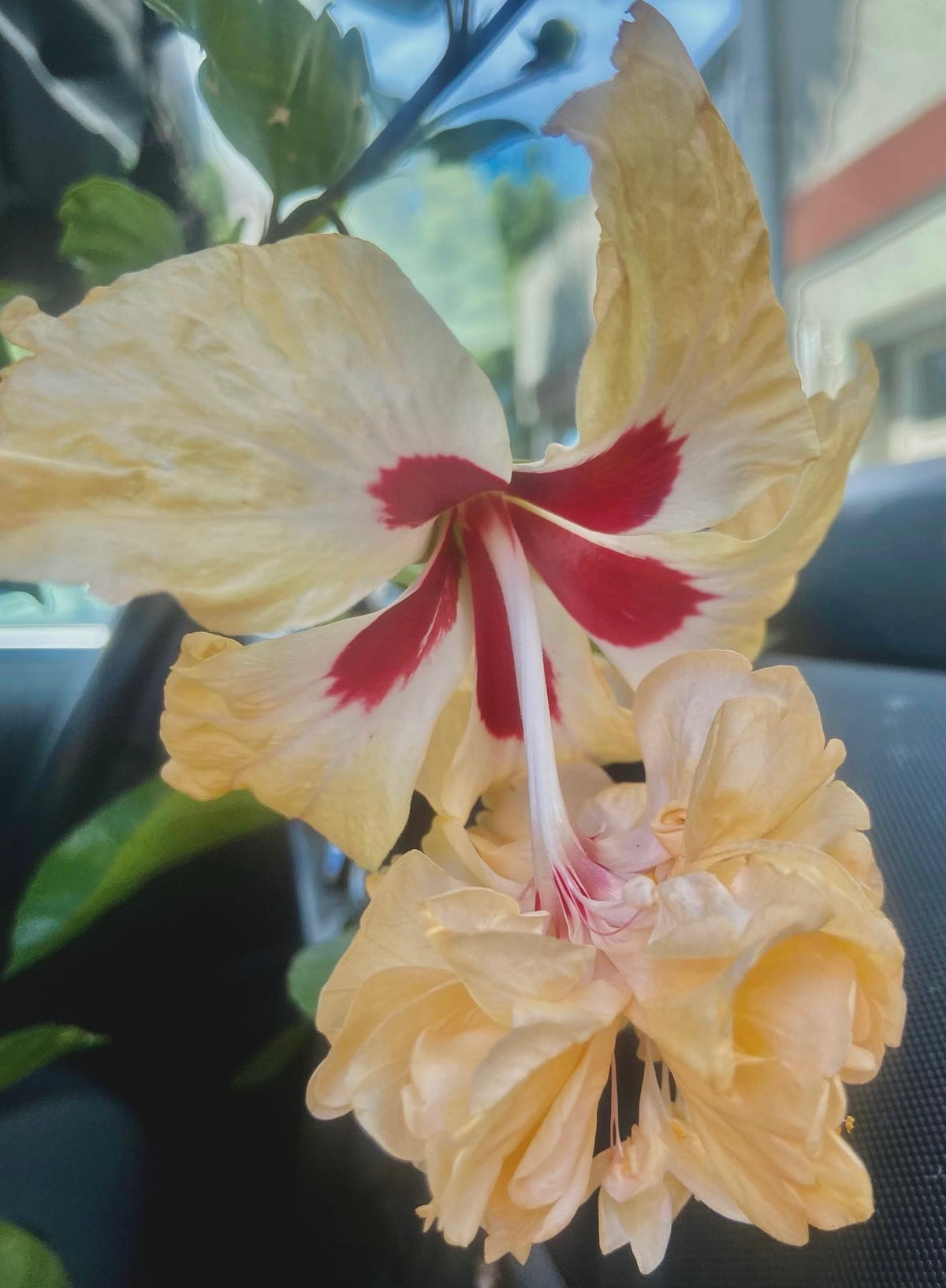 Rare Trumpet Fairy Tale Hibiscus (Only 1 Left) — Lehua's Forest, Flower ...