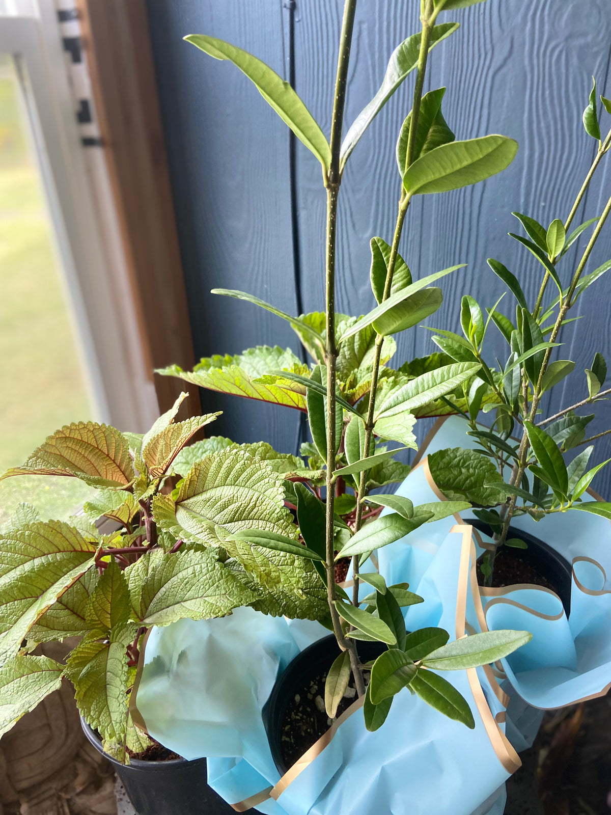 Maile & Mamake Gift Set — Lehua's Forest, Flower Arrangements & Fruit Trees