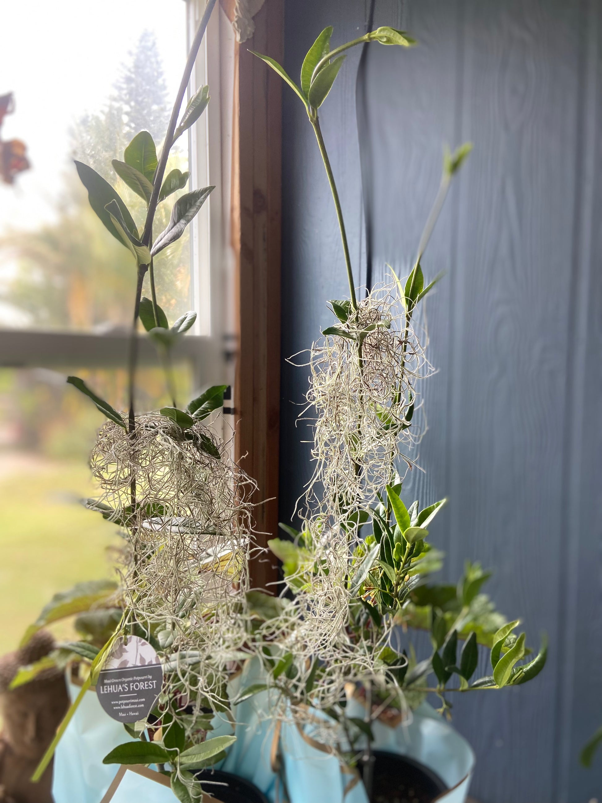 Maile & Mamake Gift Set – Lehua's Forest, Flower Arrangements & Fruit Trees