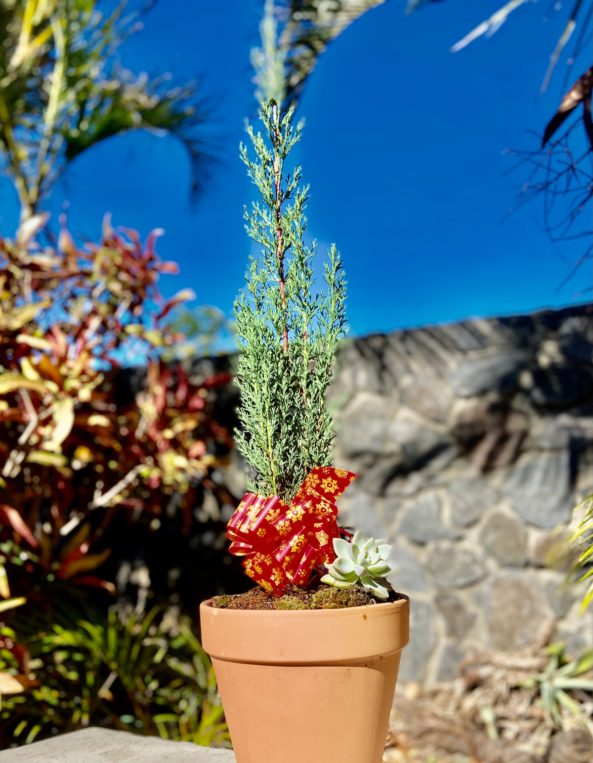 Merry Maui Christmas Scented Cypress — Lehua's Forest, Flower Arrangements & Fruit Trees