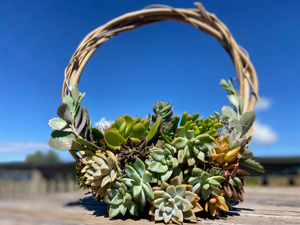 Rustic Succulent Wreath — Lehua's Forest, Flower Arrangements & Fruit Trees