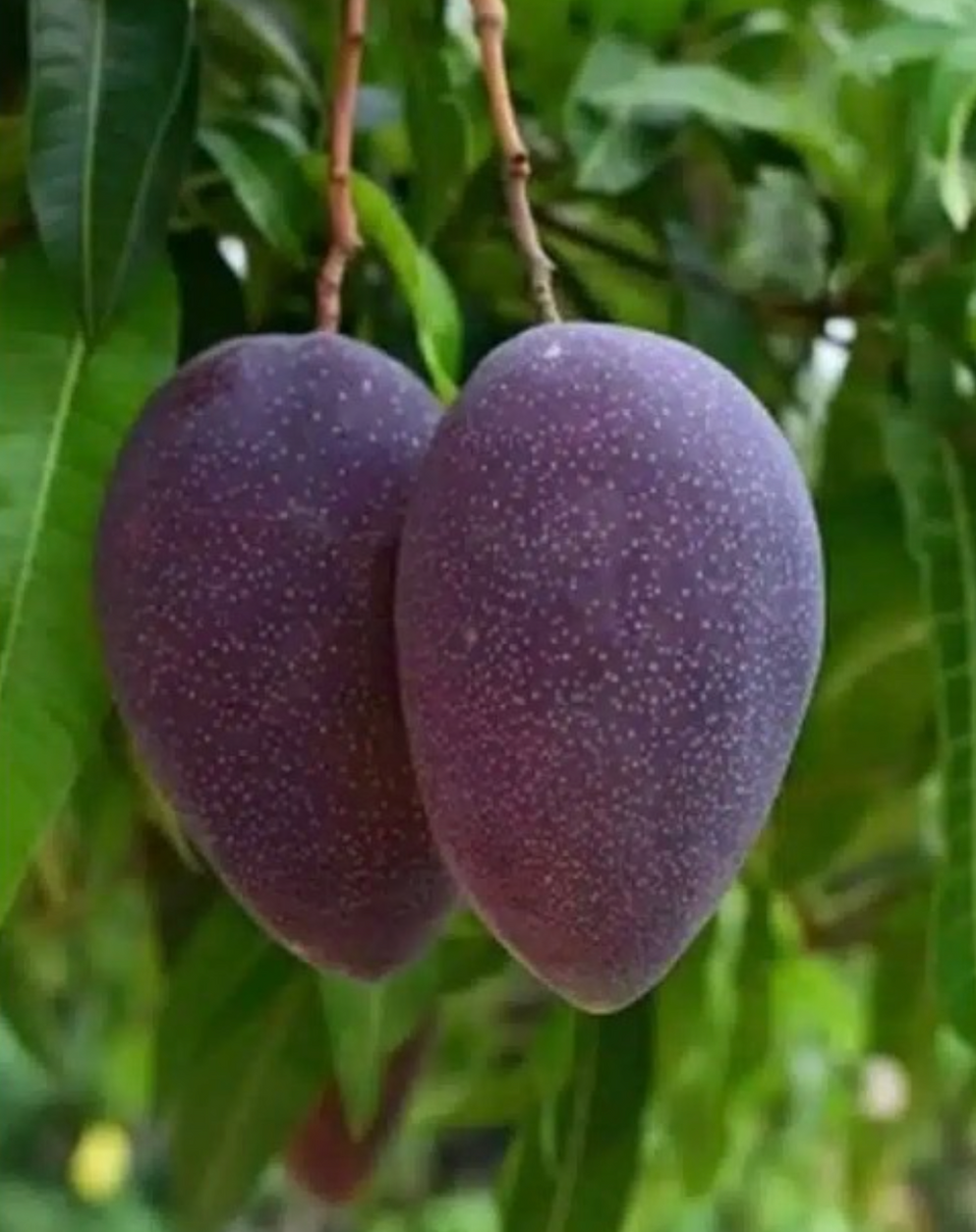 Kasturi Mangoes - Purple Mango Tree — Lehua's Forest, Flower ...