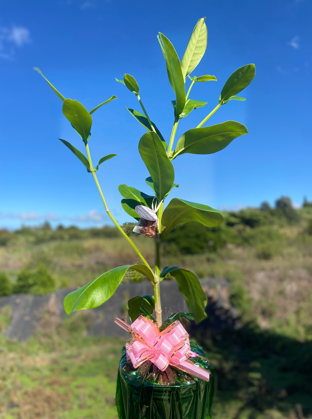 I Love You Mom Puakenikeni – Lehua's Forest, Flower Arrangements ...