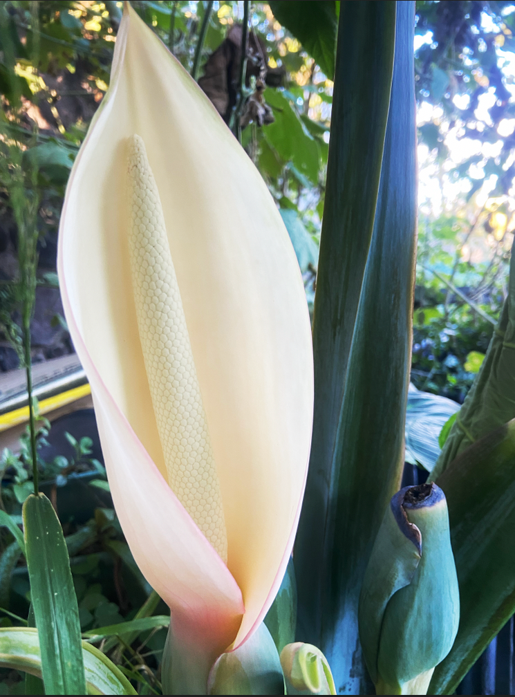 `Ape Elephant Year — Lehua's Forest, Flower Arrangements & Fruit Trees