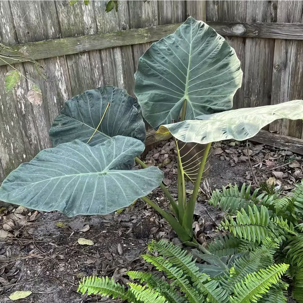 `Ape Elephant Year — Lehua's Forest, Flower Arrangements & Fruit Trees