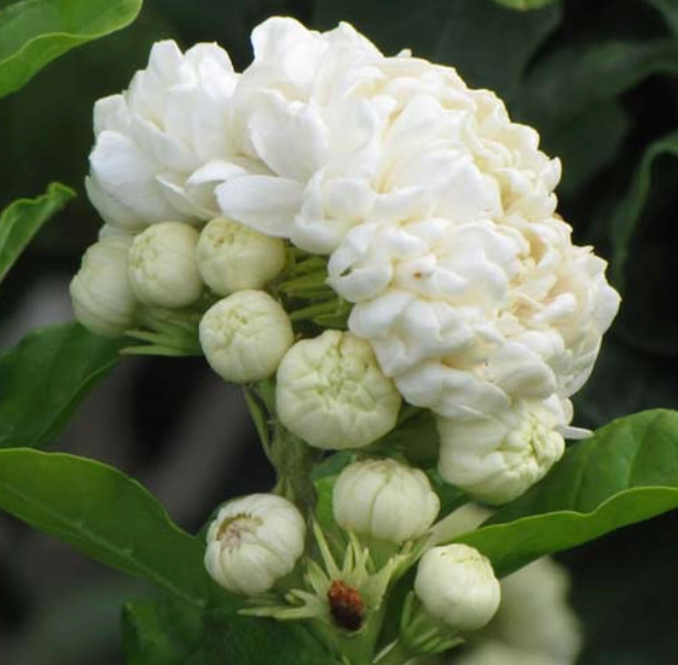 Triple Pikake Rose (Only One) – Lehua's Forest, Flower Arrangements ...