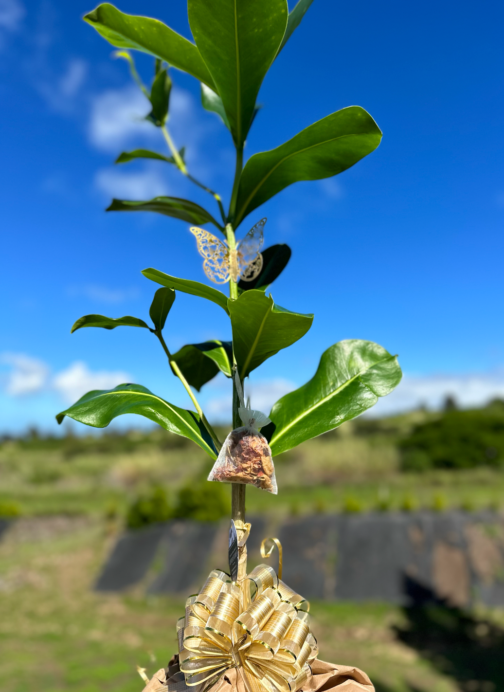 Puakenikeni Love - Top Valentine's choice this year – Lehua's Forest ...