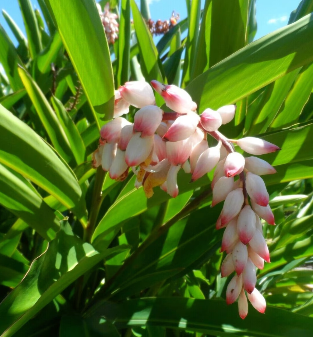 Shell Ginger 6-10ft Stalks — Lehua's Forest, Flower Arrangements ...