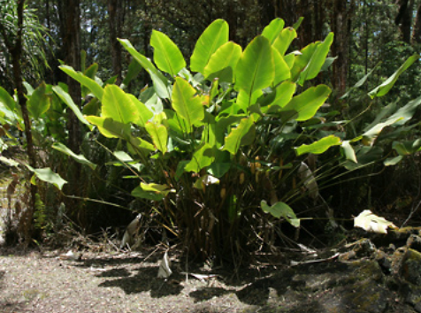 Rattle Snake Ginger Plants - Rare and Unique – Lehua's Forest, Flower ...