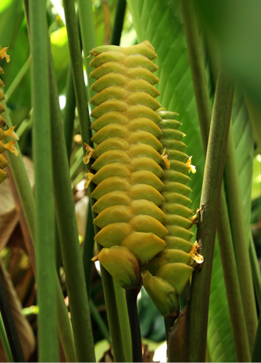 Rattle Snake Ginger Plants - Rare and Unique – Lehua's Forest, Flower ...