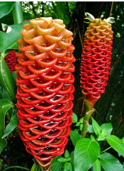 Beehive Ginger Plants — Lehua's Forest, Flower Arrangements & Fruit Trees