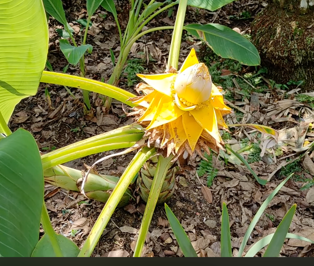 Chinese Dwarf Banana* – Lehua's Forest, Flower Arrangements & Fruit Trees