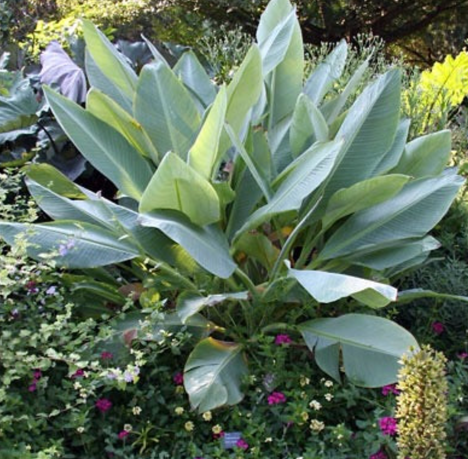 Chinese Dwarf Banana* – Lehua's Forest, Flower Arrangements & Fruit Trees