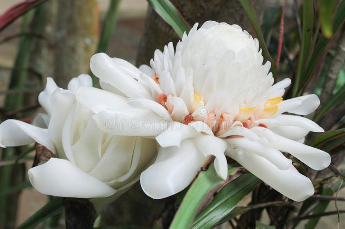 Tropical Paradise — Lehua's Forest, Flower Arrangements & Fruit Trees