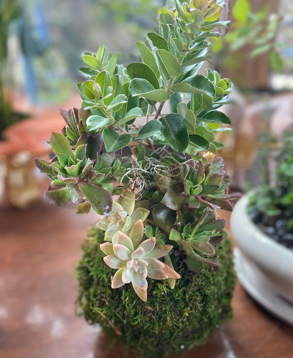 Lehua's Forest, Flower Arrangements & Fruit Trees – Lehua's Forest, Flower Arrangements & Fruit ...