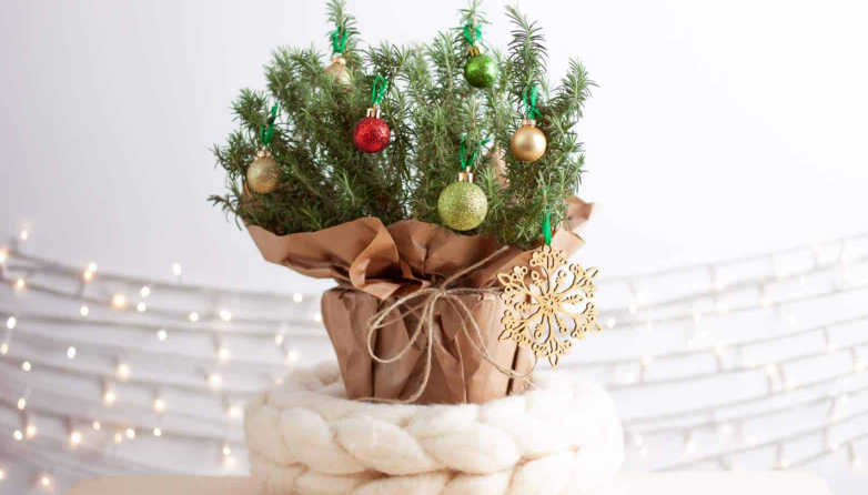 Rosemary Or Lavender Christmas Tree Gift — Lehua's Forest, Flower Arrangements & Fruit Trees