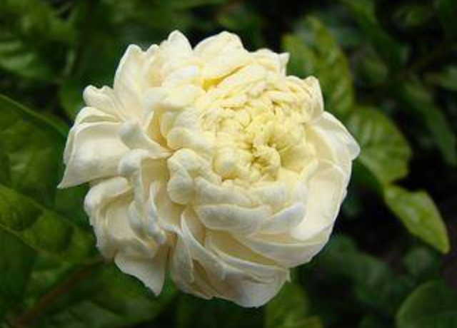 Pikake Rose — Lehua's Forest, Flower Arrangements & Fruit Trees