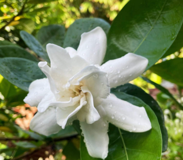 Double Tahitian Gardenia ~ Incredible Gift — Lehua's Forest, Flower Arrangements & Fruit Trees