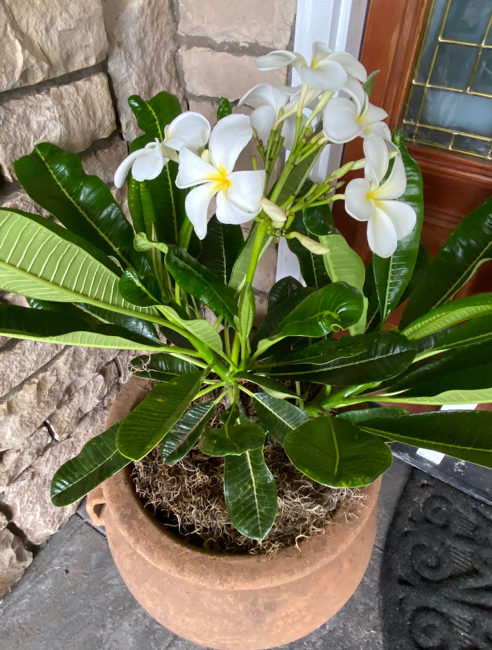 Potted Plumeria Gift ~ Sweet Aloha Vibes — Lehua's Forest, Flower Arrangements & Fruit Trees