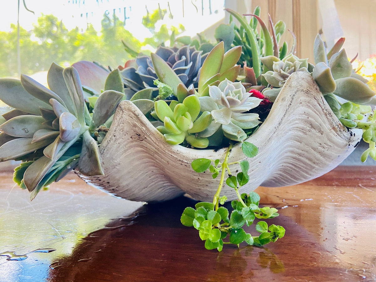 Lux Clam Shell Boho — Lehua's Forest, Flower Arrangements & Fruit Trees