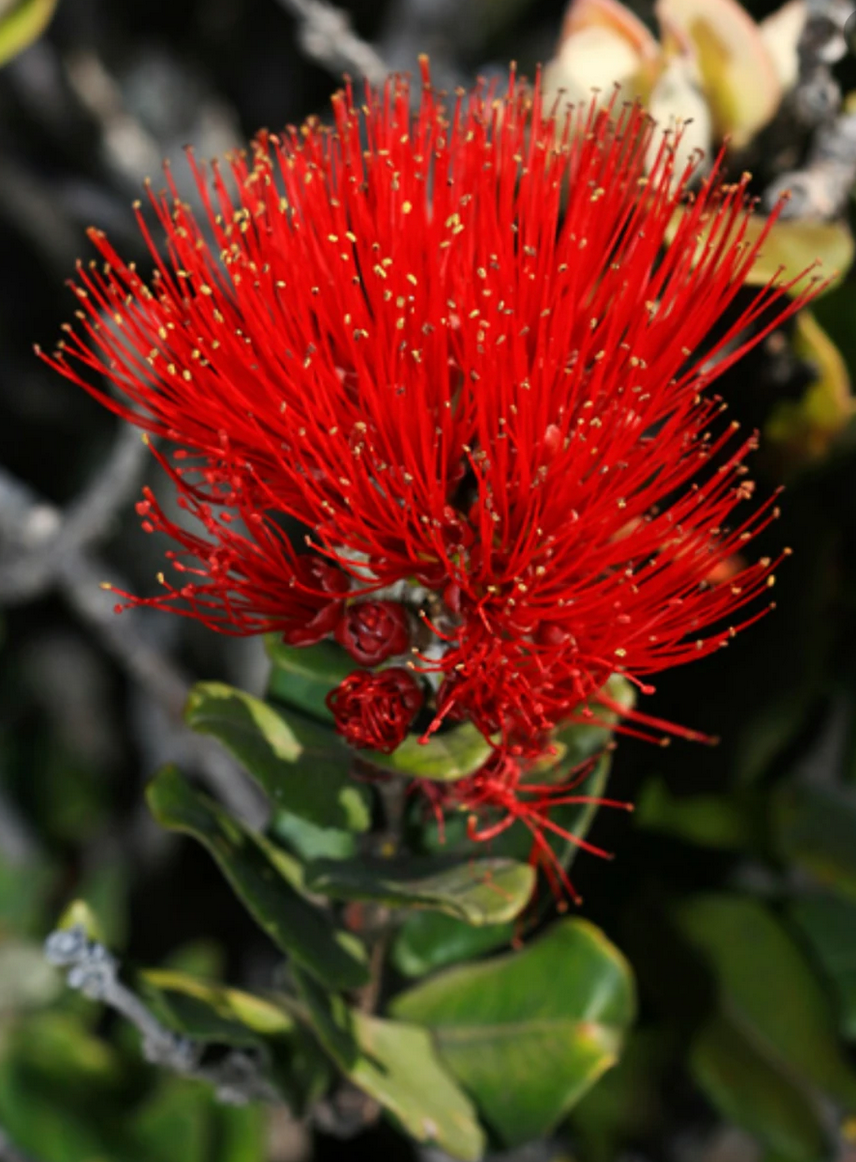 ‘Ōhi‘a Lehua Native Plant ~ Red or Yellow — Lehua's Forest, Flower ...