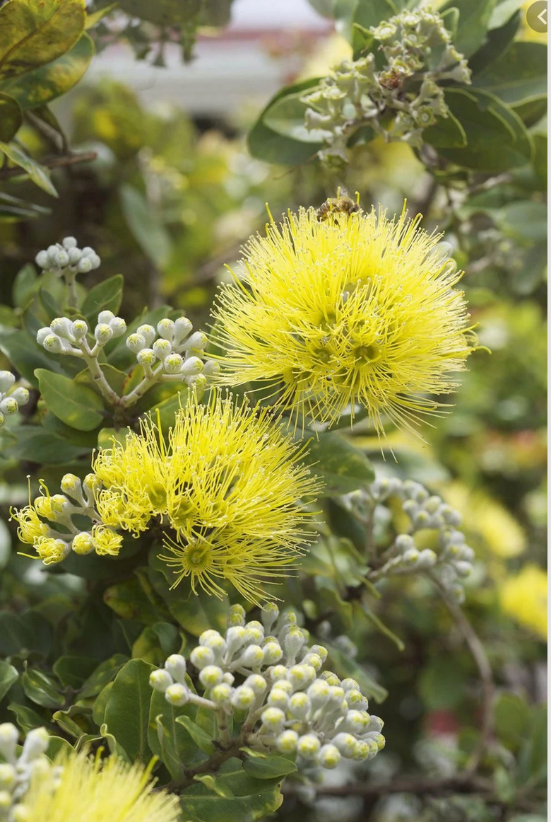 ‘Ōhi‘a Lehua Native Plant ~ Red or Yellow — Lehua's Forest, Flower ...