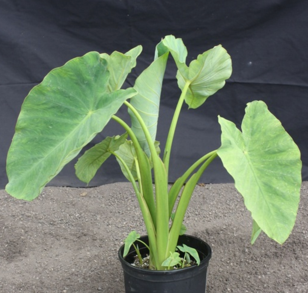 Dry Kalo - Edible — Lehua's Forest, Flower Arrangements & Fruit Trees