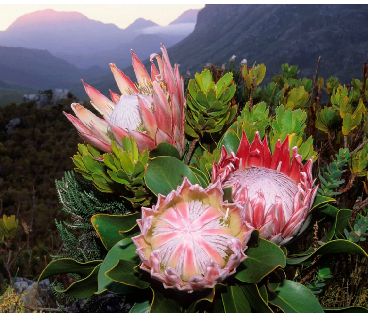 Kula Grown Protea — Lehua's Forest, Flower Arrangements & Fruit Trees
