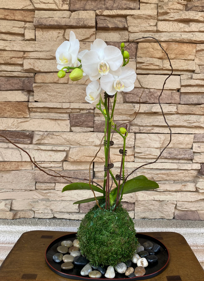 Maui Kokedama Flower Delivery ~ Mother's Day and Every day specials — Lehua's Forest, Flower ...