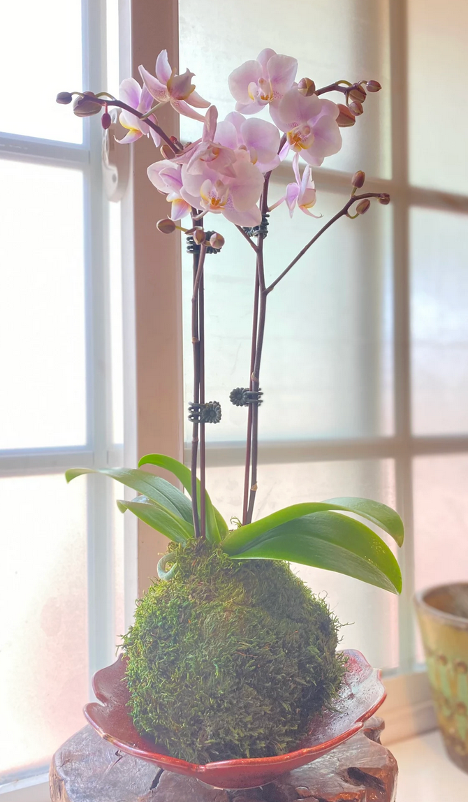 Maui Kokedama Flower Delivery ~ Mother's Day and Every day specials — Lehua's Forest, Flower ...