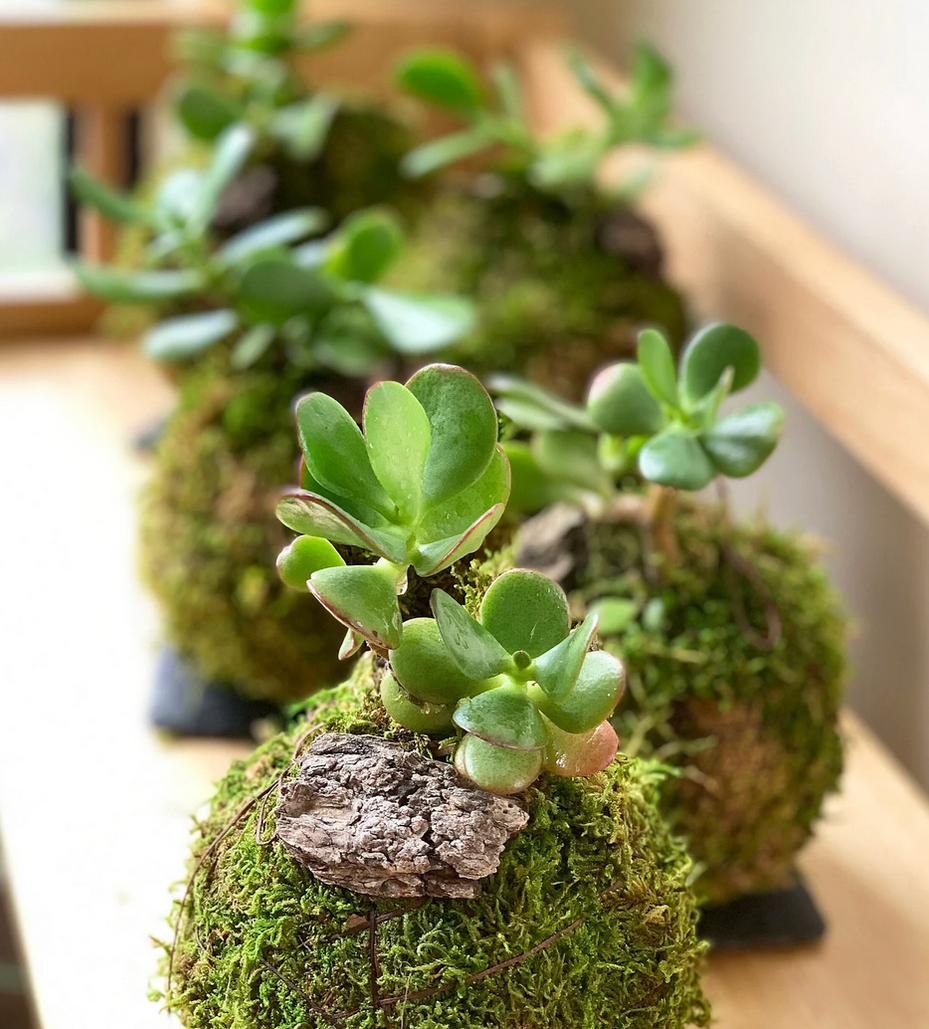 Maui Kokedama Flower Delivery ~ Mother's Day and Every day specials — Lehua's Forest, Flower ...