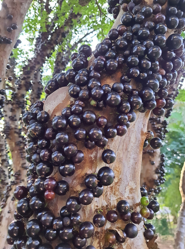 Fruit Trees ~ Plum, Apple, Mango, Avocado, Nectarine, Peach, Pear, Jab ...