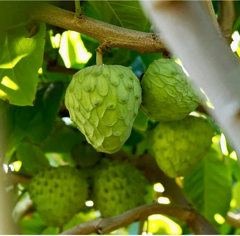 Cherimoya ~ custard apples 2 Gallon — Lehua's Forest, Flower ...