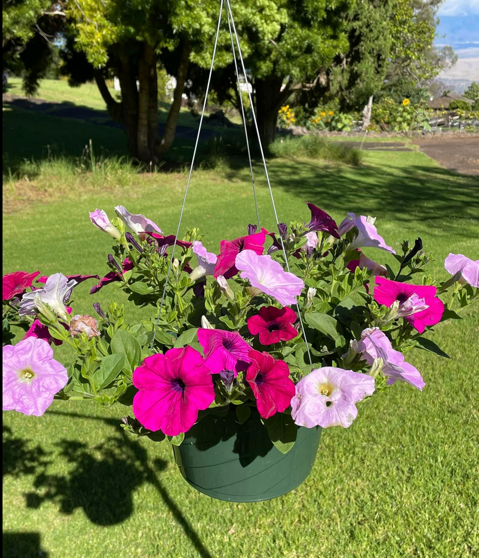 Summer Special Hanging Petunias — Lehua's Forest, Flower Arrangements ...