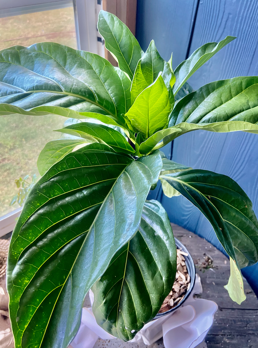 Noni Tree — Lehua's Forest, Flower Arrangements & Fruit Trees