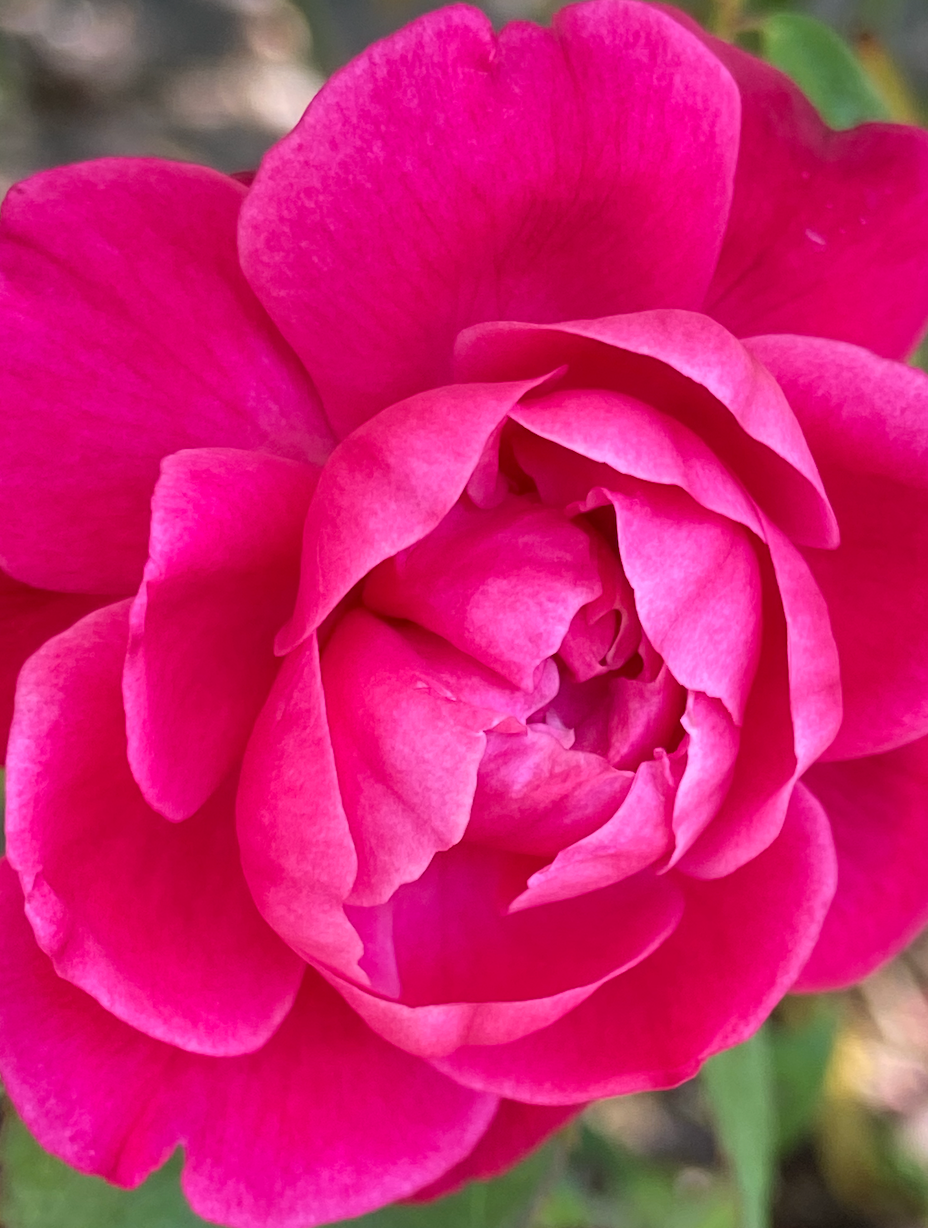 Lokelani Rose - Official Island Flower of Maui — Lehua's Forest, Flower ...