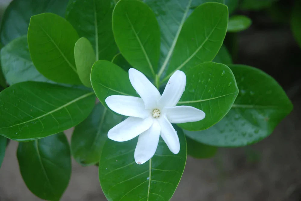 Tiare Gardenia — Lehua's Forest, Flower Arrangements & Fruit Trees
