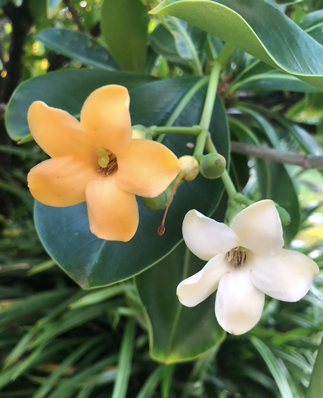 PUAKENIKENI — Lehua's Forest, Flower Arrangements & Fruit Trees