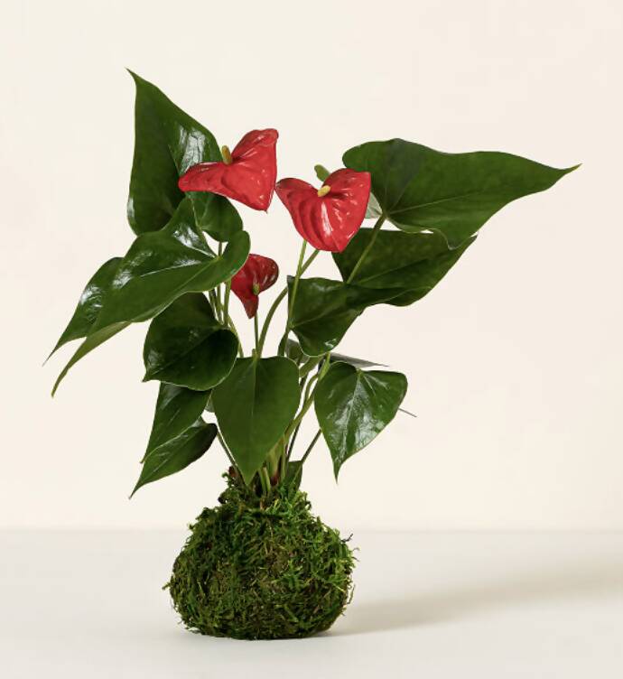 Kokedama Anthurium — Lehua's Forest, Flower Arrangements & Fruit Trees